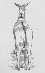 Donkey Fun Facts | Learn About Donkeys at The Fancy Farmer